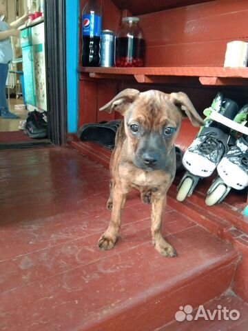 Отдаю Собаку