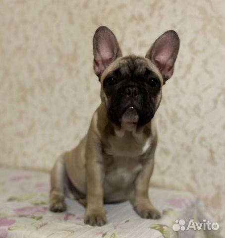 Мальчишка французик