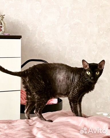 Кошка уральский рекс