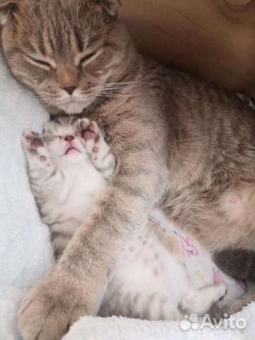 Котята шотландские вислоухие