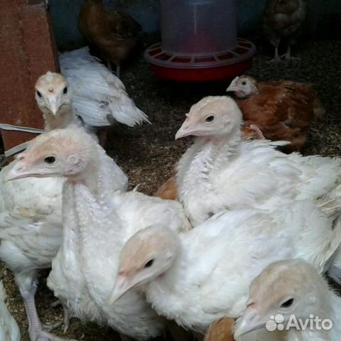 Продаются 2Х недельные индюшата биг 6, броллеры ко