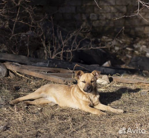 Ищет дом щенок не крупной Собачки Жанна