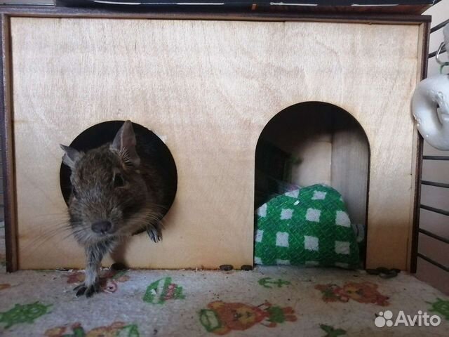 Дегу девочка