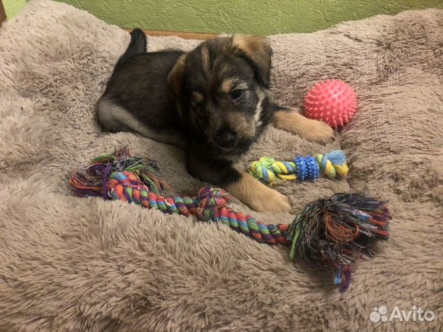 Щенок в дар, для любящих хозяев