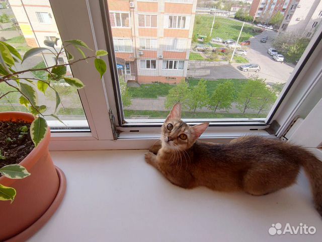 Абиссинская кошка