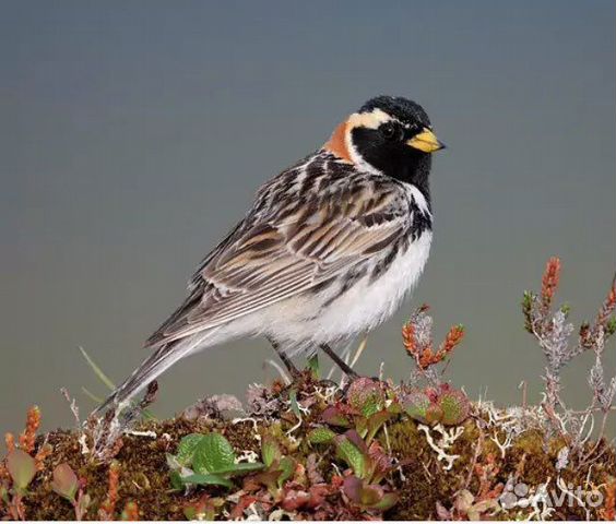 Лапландский подорожник