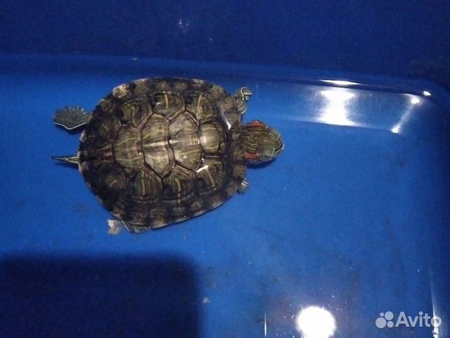Отдам в добрые руки красноухую черепашку
