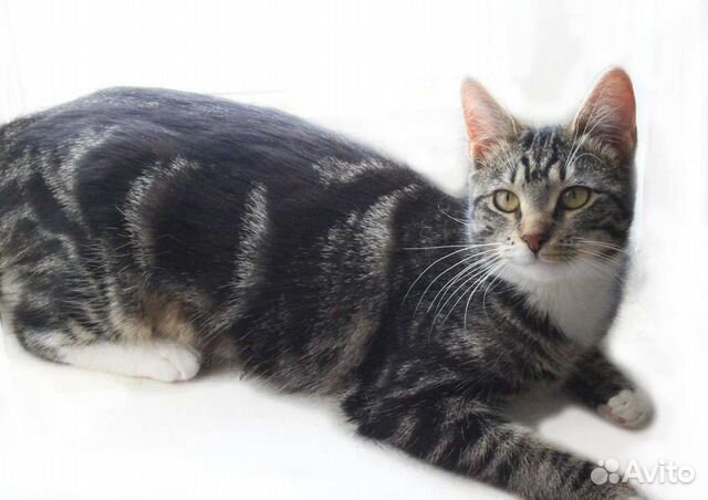 Мраморная и чёрно-белая красотки 7 мес