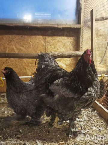 Курочки семья