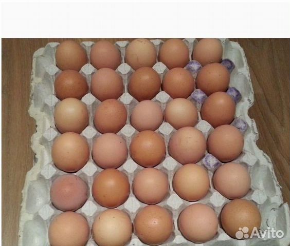 Инкубационное яйцо