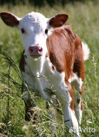 Две тёлочки