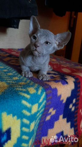 Котята сфинкс