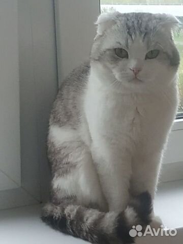 Британец вислоухий кот