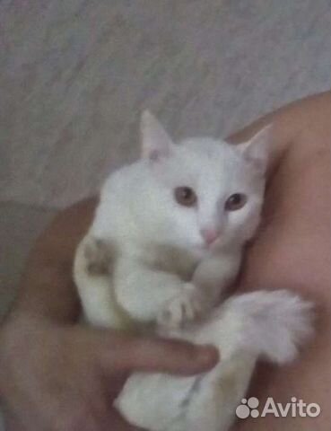 Кота за вознаграждение