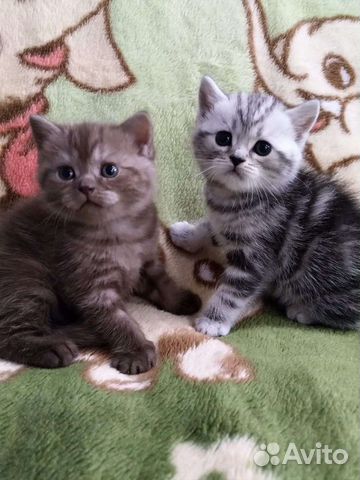 Шотландские котята
