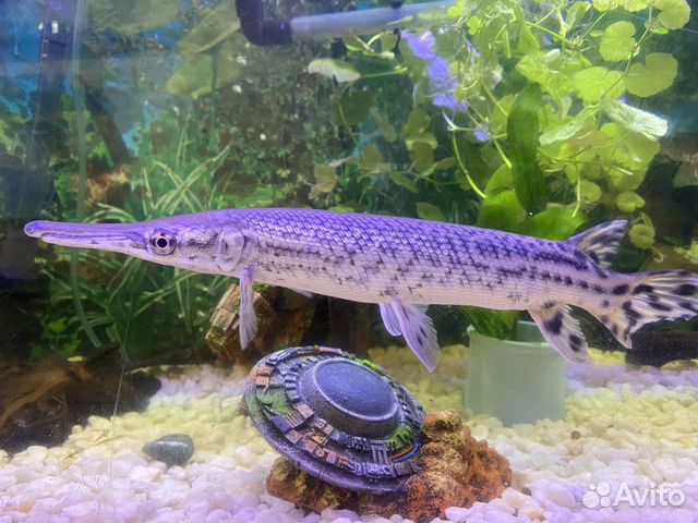 Панцирная щука