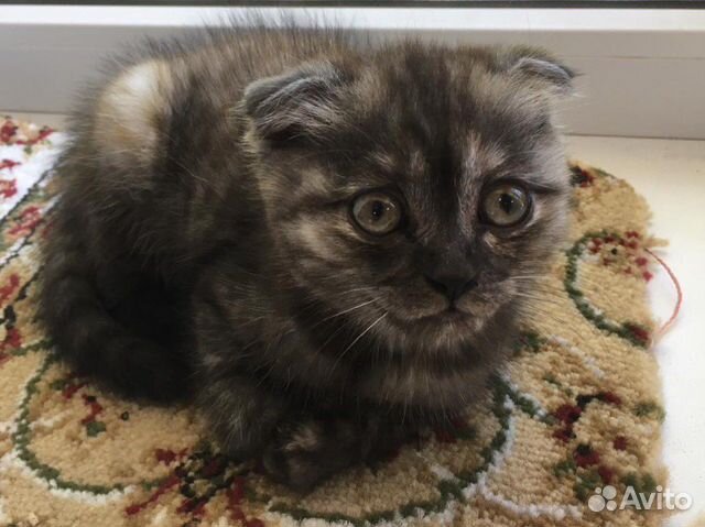 Гера ищет дом