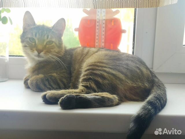 Котик в добрые руки