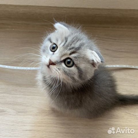 Британские вислоухие котята