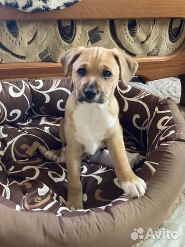 Щенок помесь джек рассел и бигль