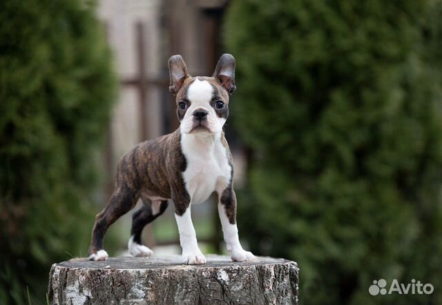 Бостон терьер