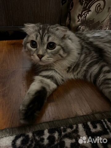 Шотландский вислоухий длинношёрстный кот вязка