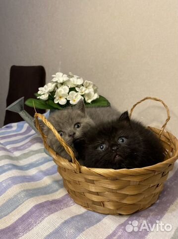 Шотландские вислоухие котята