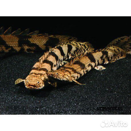 Полиптерус эндлихера