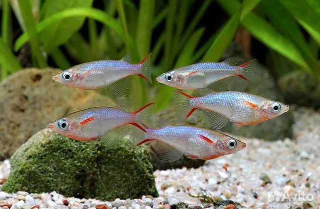 Оризия вовора(рисовая рыбка)