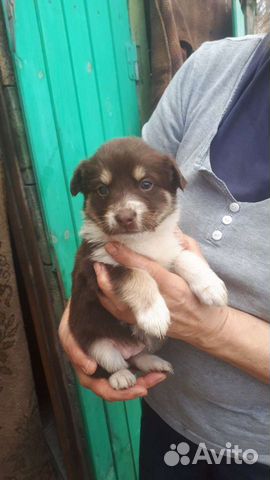 Шоколадка щенок девочка 1,5 месяца