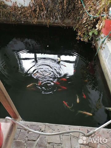 Карп для пруда
