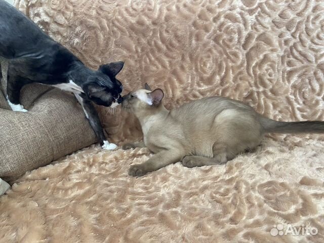 Бурманкие котики Тедди