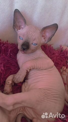 Канадские сфинксы котята