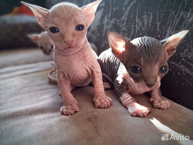 Канадский сфинкс котенок котята