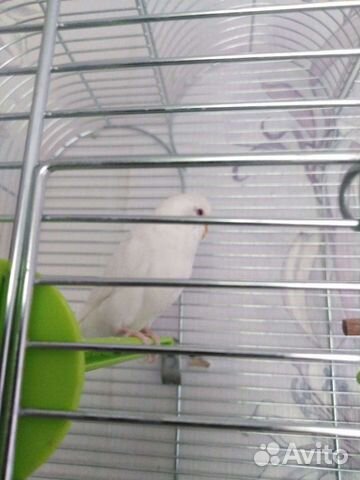 Волнистый попугай