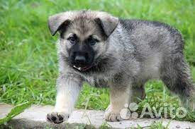 Щенки- немцы-зонарные овчарки