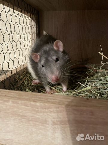 Крыса с клеткой бесплатно