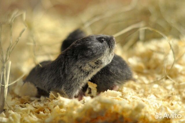 Слепушонки