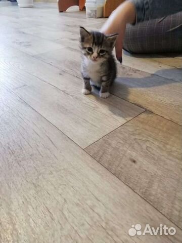 Котята в добрые руки бесплатно