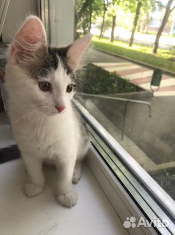 Дарим пушистиков