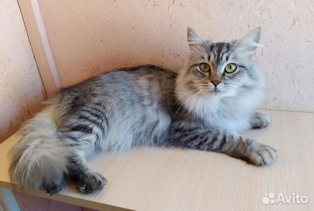 В добрые руки кошечка любляна 1 год