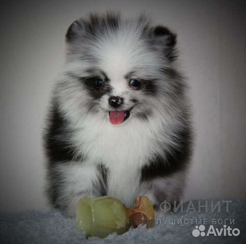 Шпиц. Малыш-очаровательный