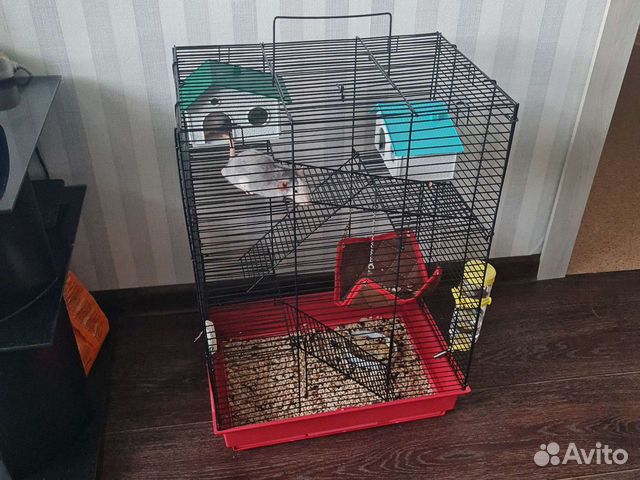 Крысята дамбо с клеткой