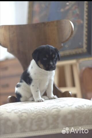 Щенки метисы