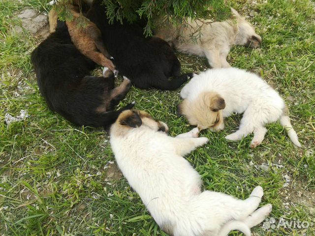 Отдам в хорошие руки щенков, папа алабай мама круп