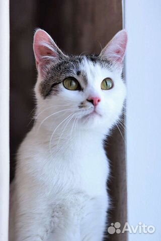 Малышка Милли, кошечка в дар. 9 мес