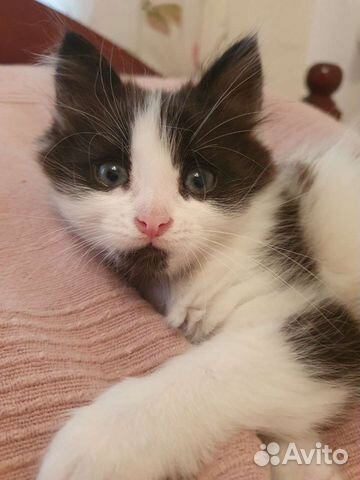 Пушистая малышка ищет свои ручки