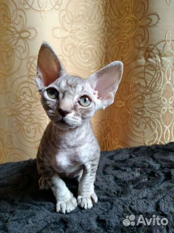 Котята Девон Рекс