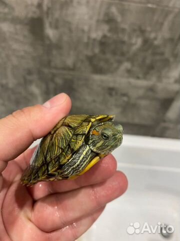 Отдам бесплатно двух красноухих черепах с аквариум
