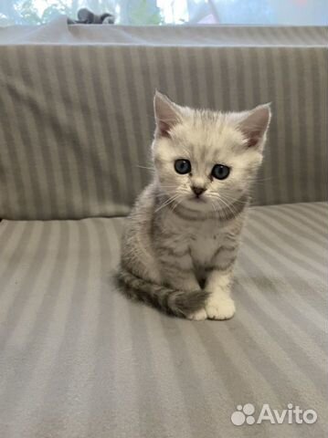 Британская